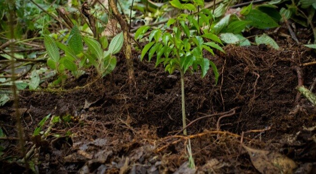 Reforestation Efforts in Ecuador's Sacred Headwaters Region